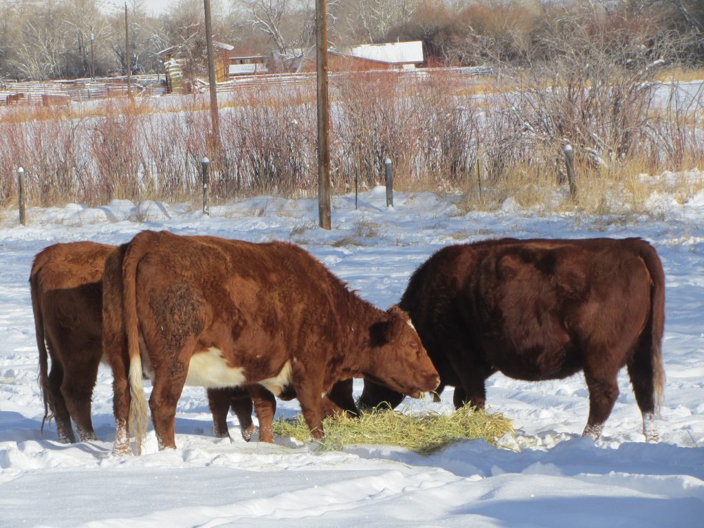 Preventing Cold Stress in Cattle - Countryside